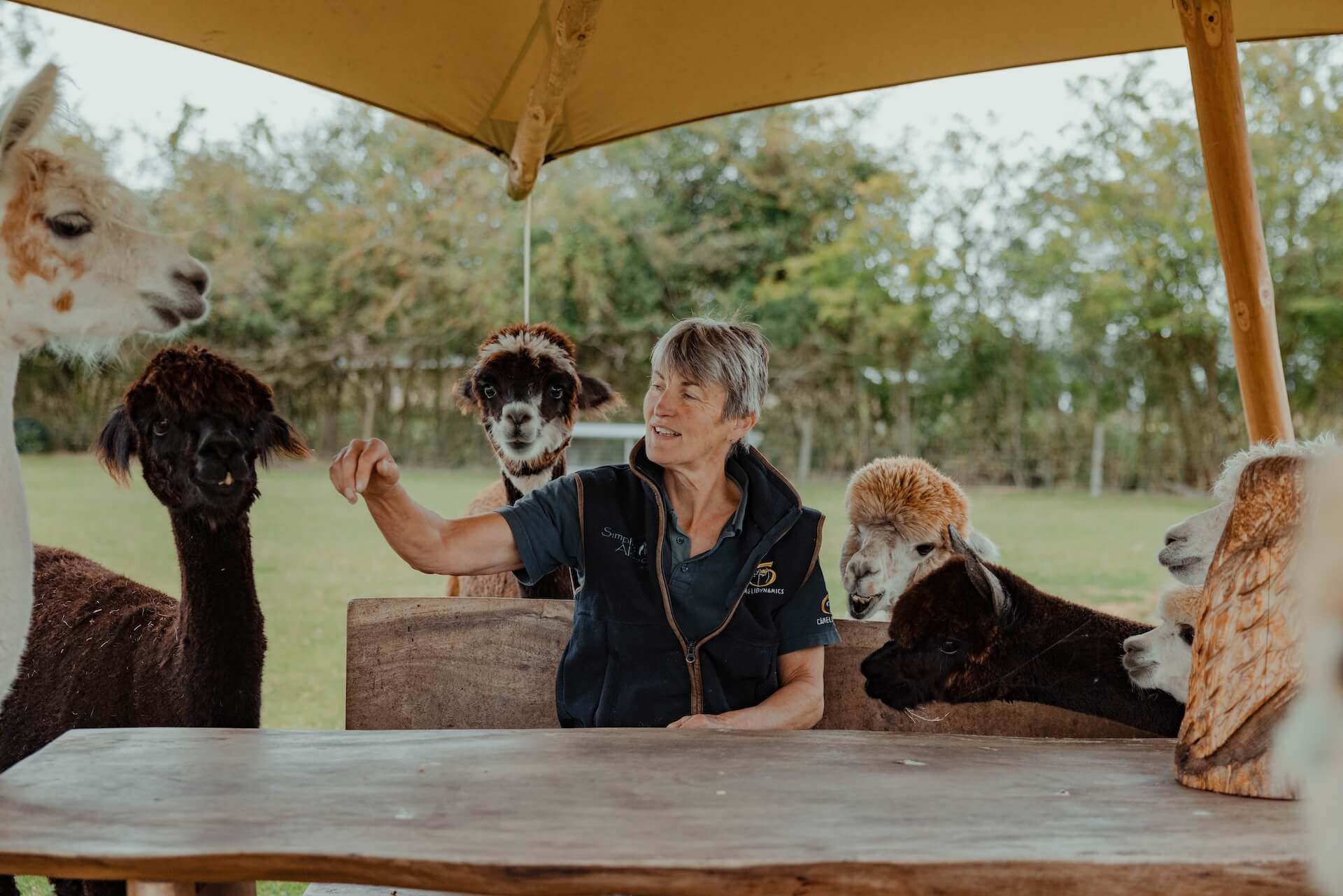 Simply Alpaca - Visit Evesham