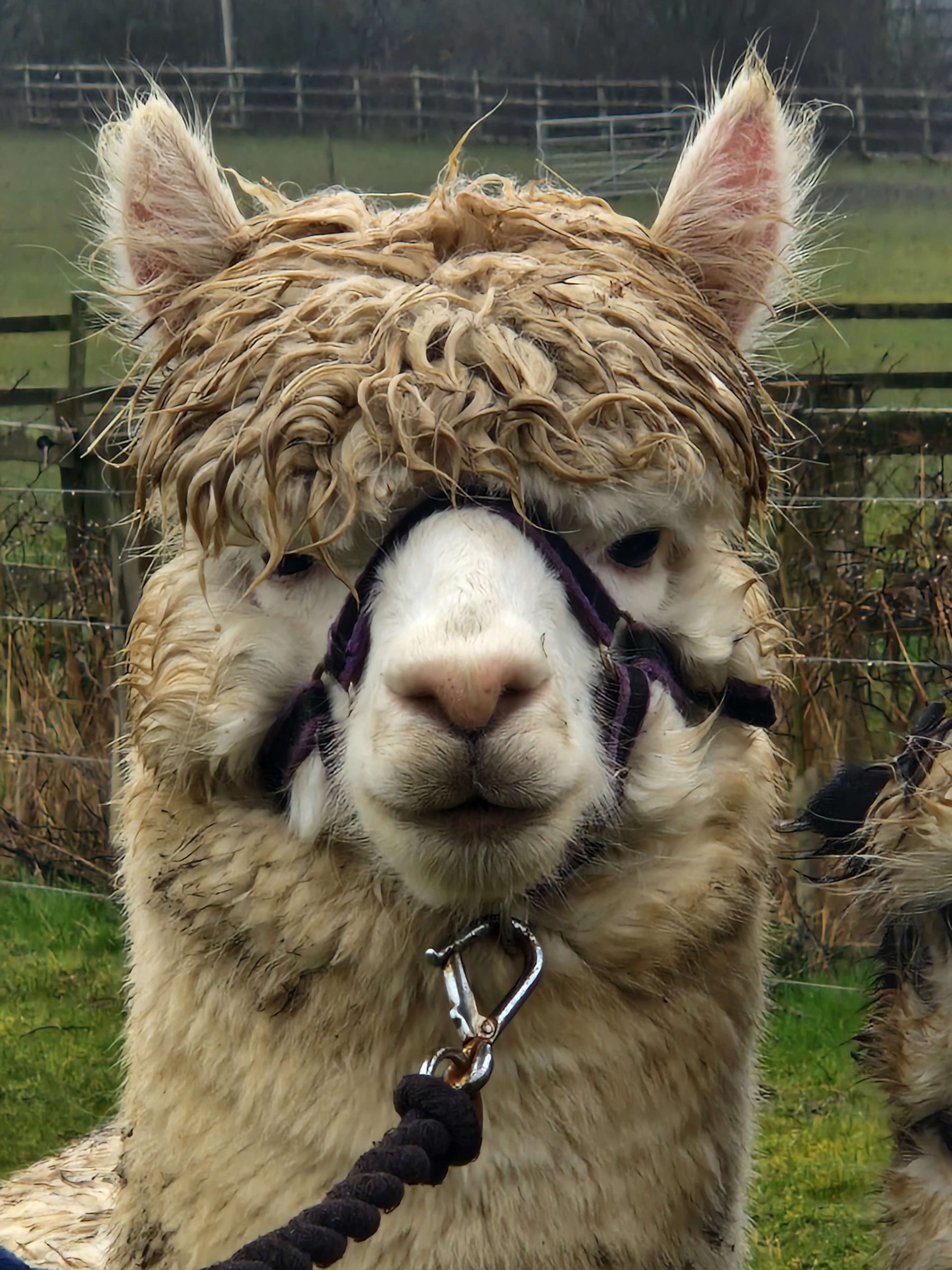 Cotswold Vale Alpaca’s - Visit Evesham